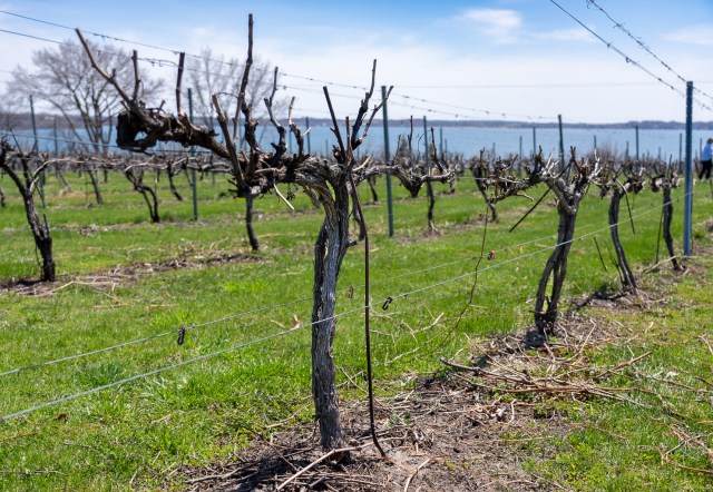 Judging at the International Cold Climate Wine Competition | foodwineclick